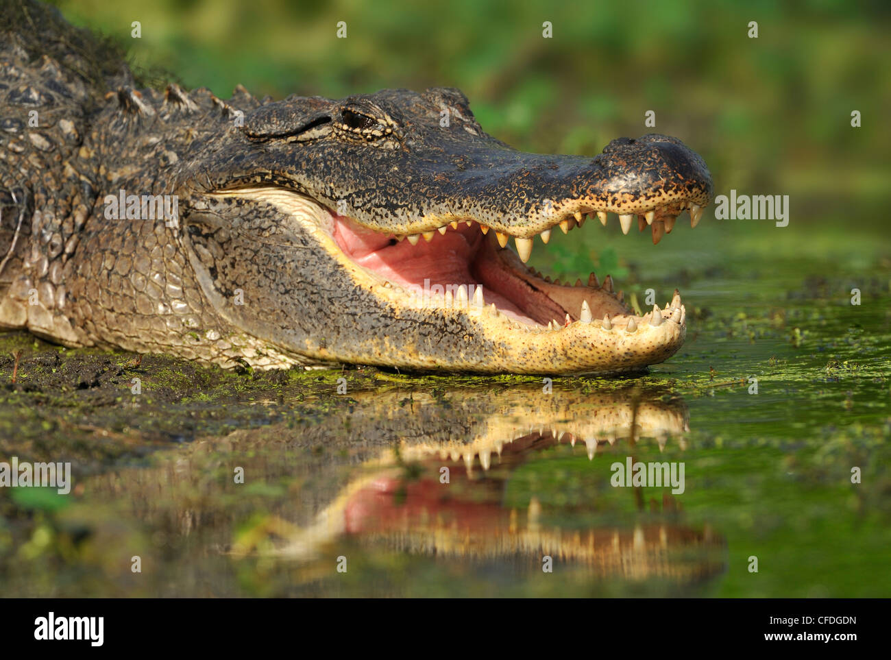 Texas alligators hi-res stock photography and images - Alamy