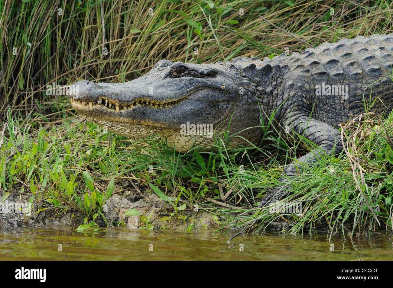Alligator at Brazos Bend State Park, Texas, United States of America ...