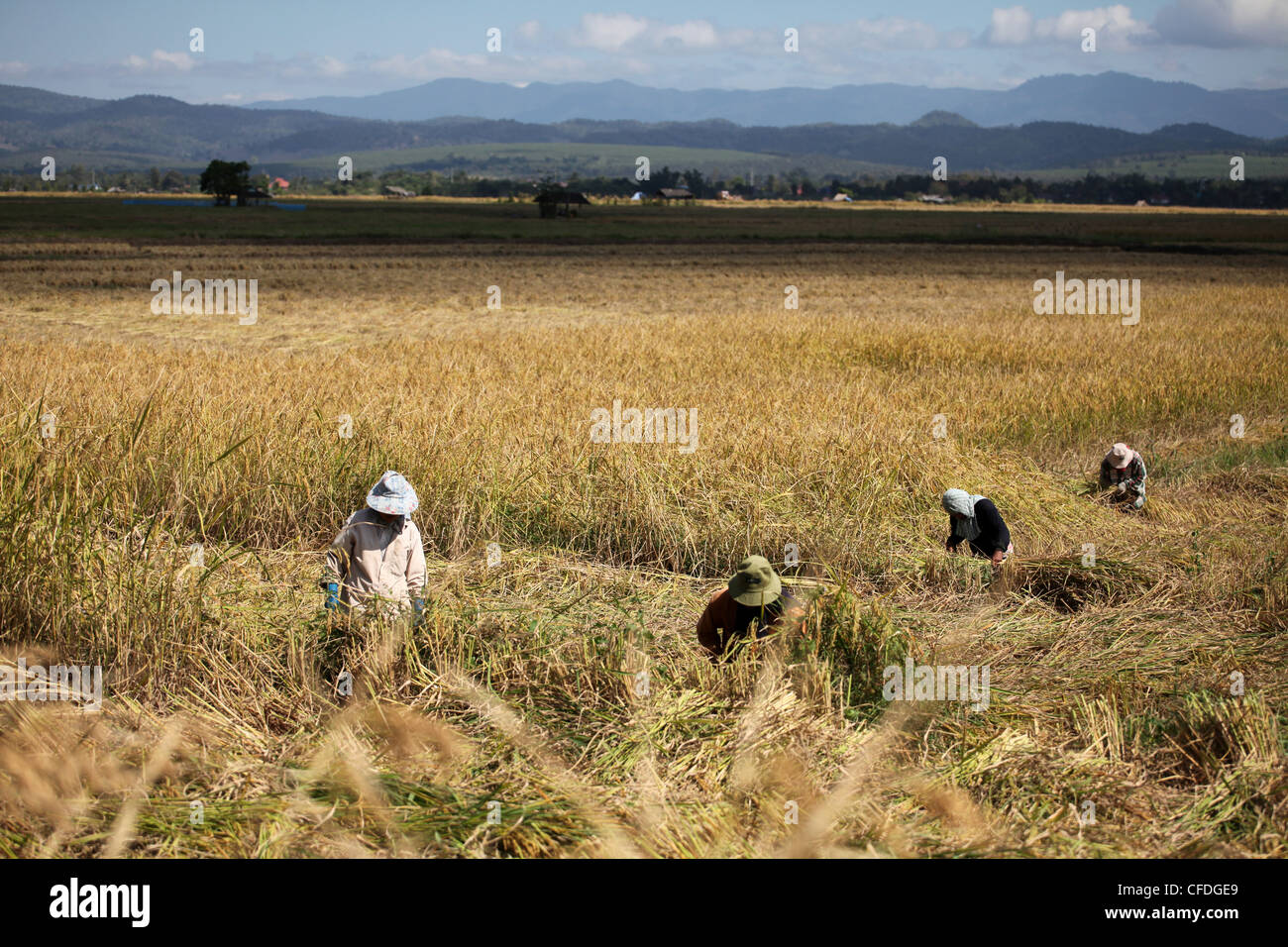 Thai farmers harvesting the rice from the padi field in Chiang rai ...