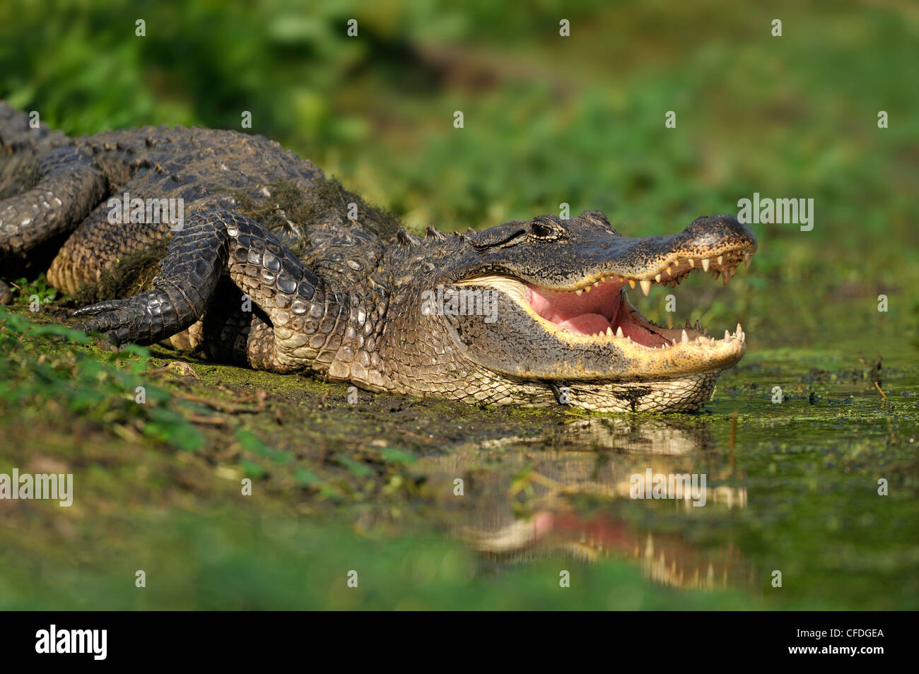 Outdoors brazos bend state park hi-res stock photography and images - Alamy