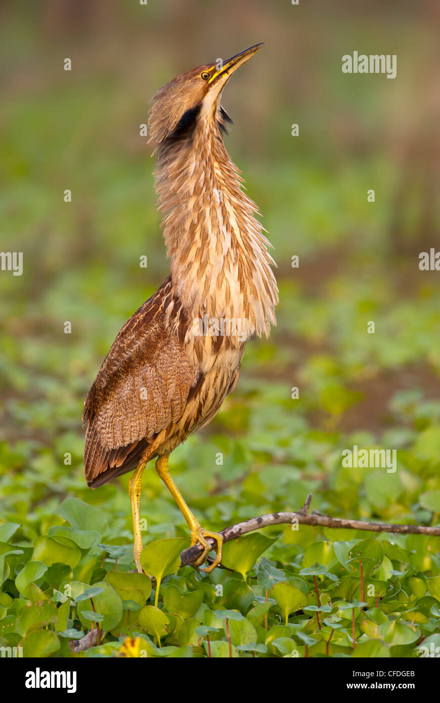 American Bittern (Botaurus lentiginosus) at Brazos Bend State Park ...