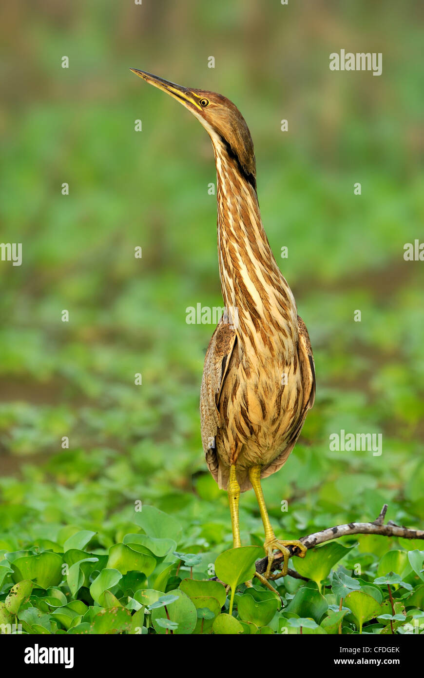 American Bittern (Botaurus lentiginosus) at Brazos Bend State Park ...