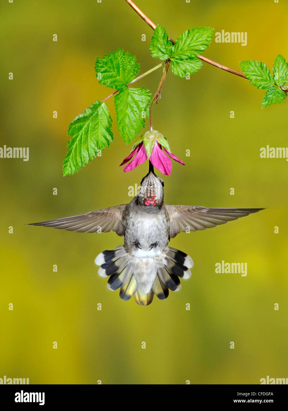 Anna's Hummingbird (Calypte anna) at flower, Victoria, British Columbia ...