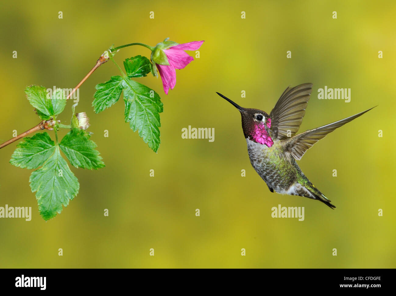 Anna's Hummingbird (Calypte anna) at flower, Victoria, British Columbia ...