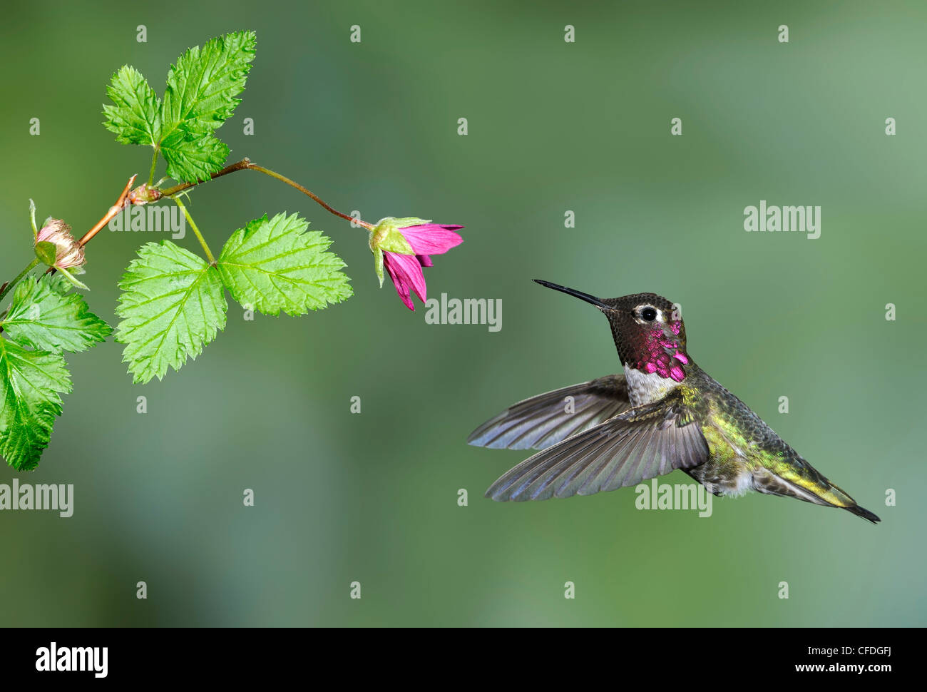 Anna's Hummingbird (Calypte anna) at flower, Victoria, British Columbia ...
