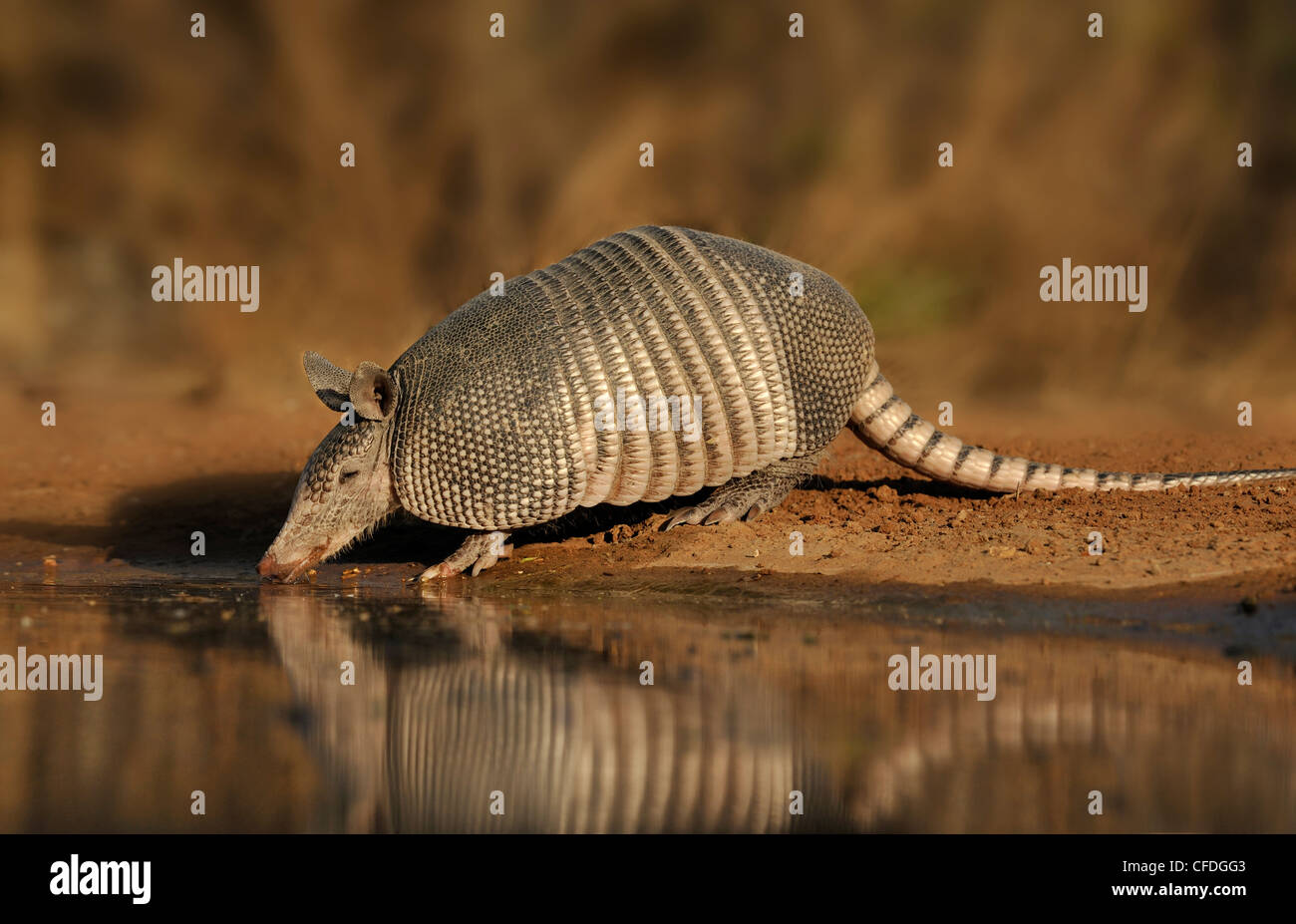 Dasypodidae hi-res stock photography and images - Alamy