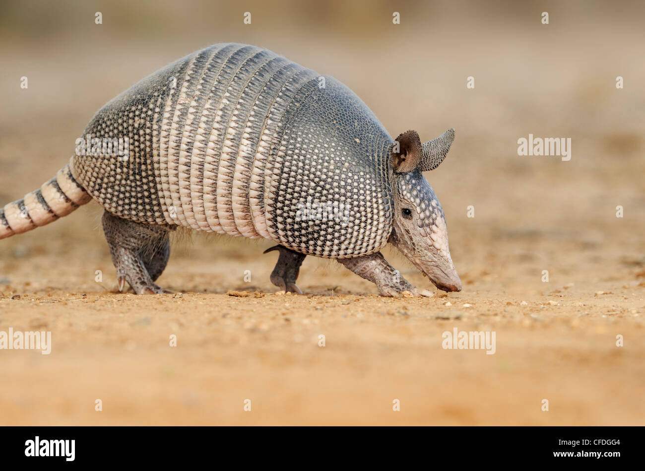 Dasypodidae hi-res stock photography and images - Alamy