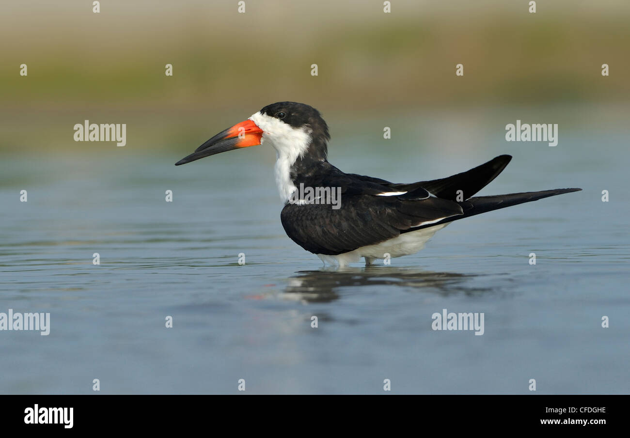 Black Skimmer (Rynchops niger) on beach at South Padre Island, Texas ...