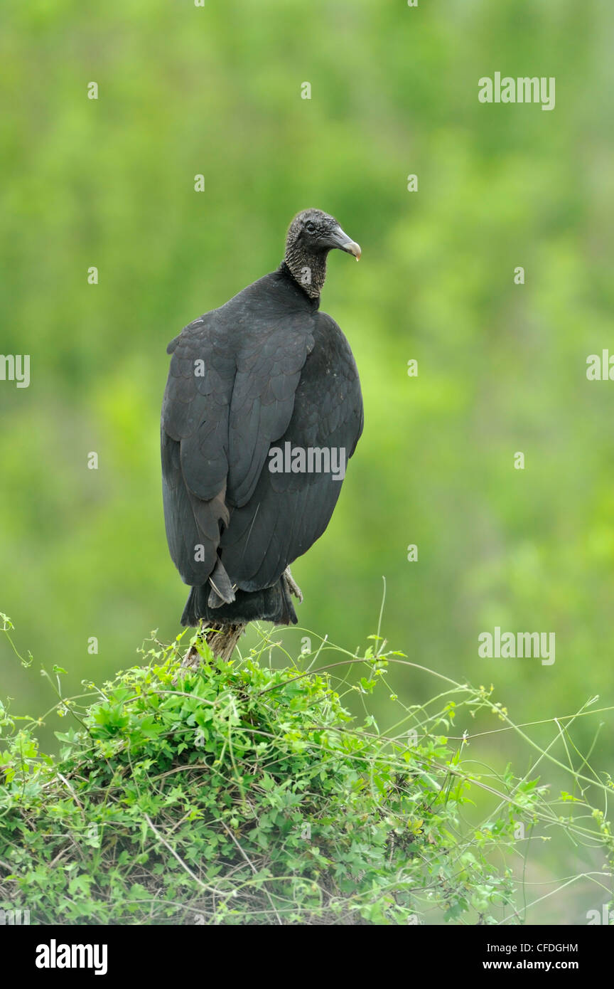 Black vulture bird focus hi-res stock photography and images - Alamy