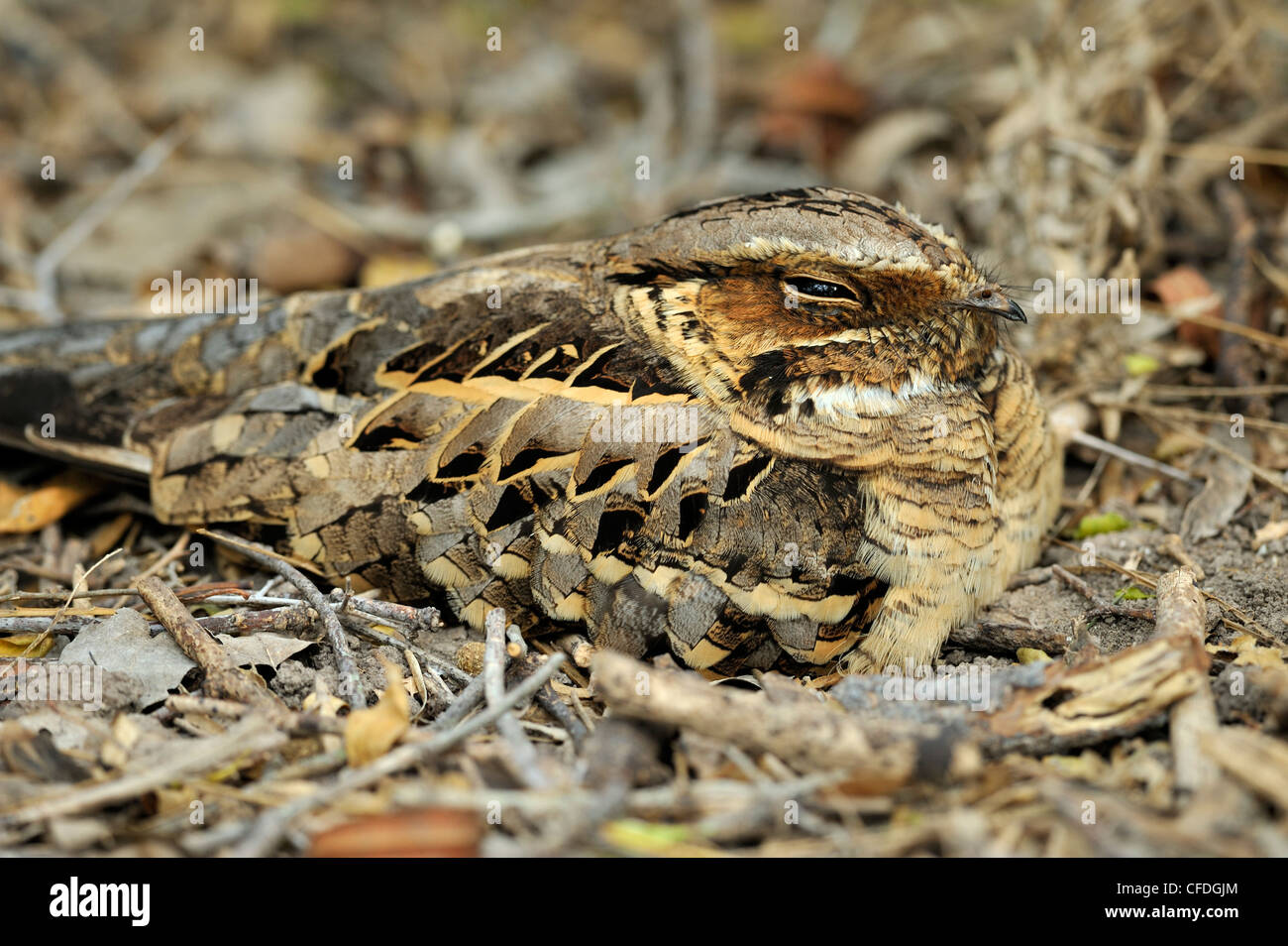 Common Pauraque (Nyctidromus albicollis) - Estero Llano Grande State ...