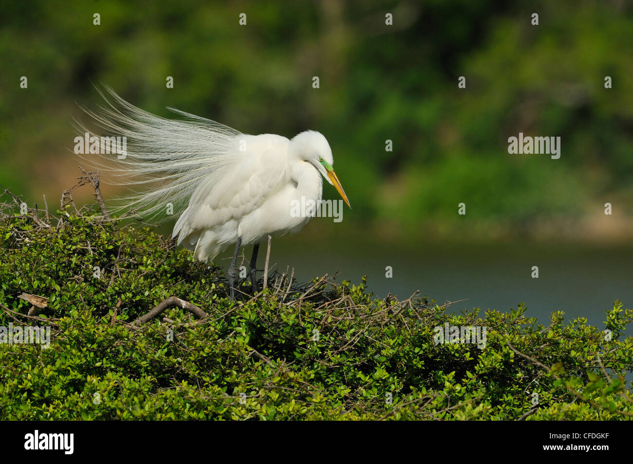 Great Egret (Ardea alba Stock Photo - Alamy