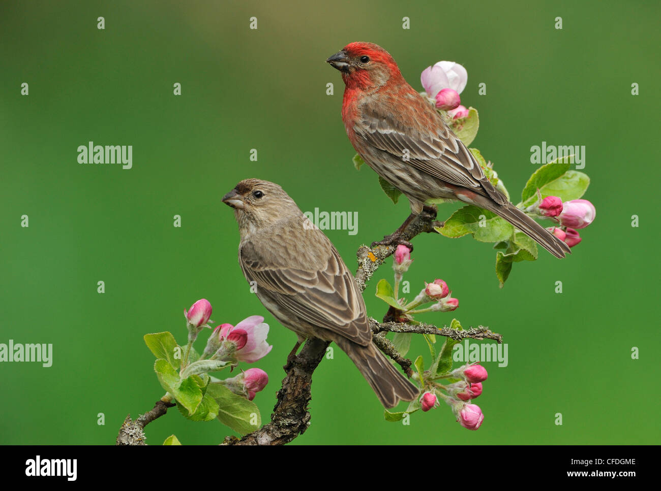 House Finch (Carpodacus mexicanus) - Vicotria, Britsh Columbia, Canada ...