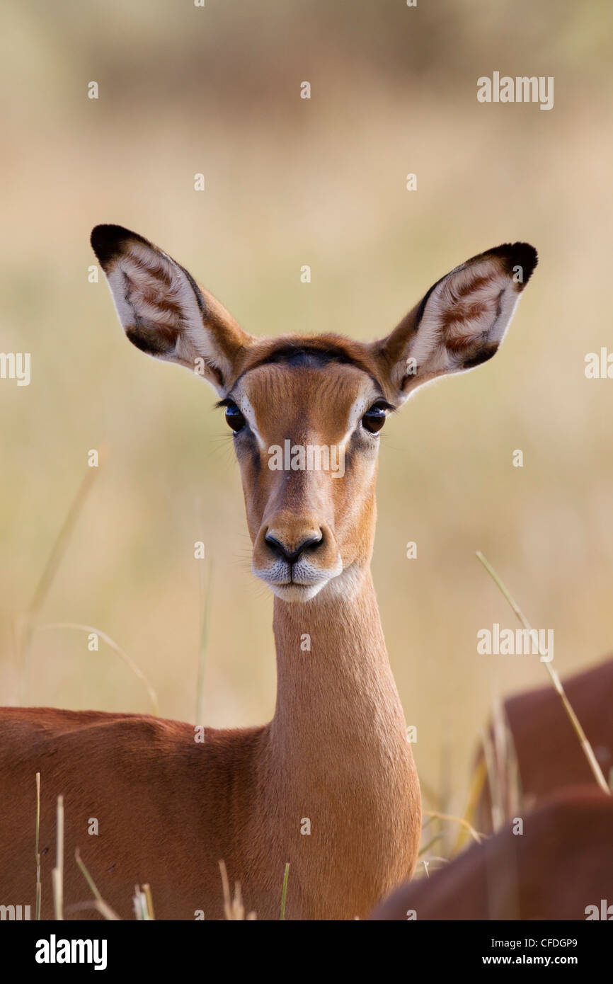 Impala portrait hi-res stock photography and images - Alamy