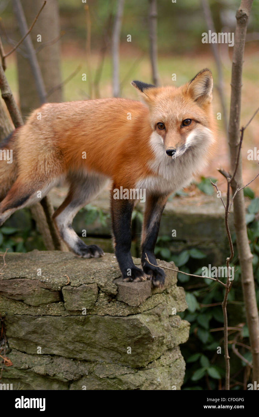 red fox on rock wall Ohio garden Stock Photo - Alamy