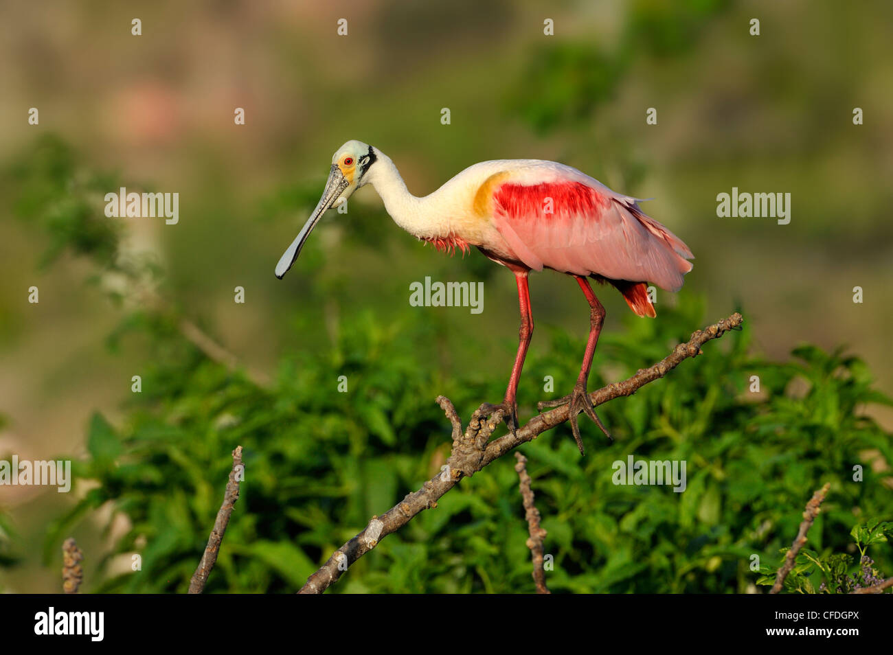 Roseate Spoonbill (Ajaja ajaja) - High Island, Texas, United States of ...