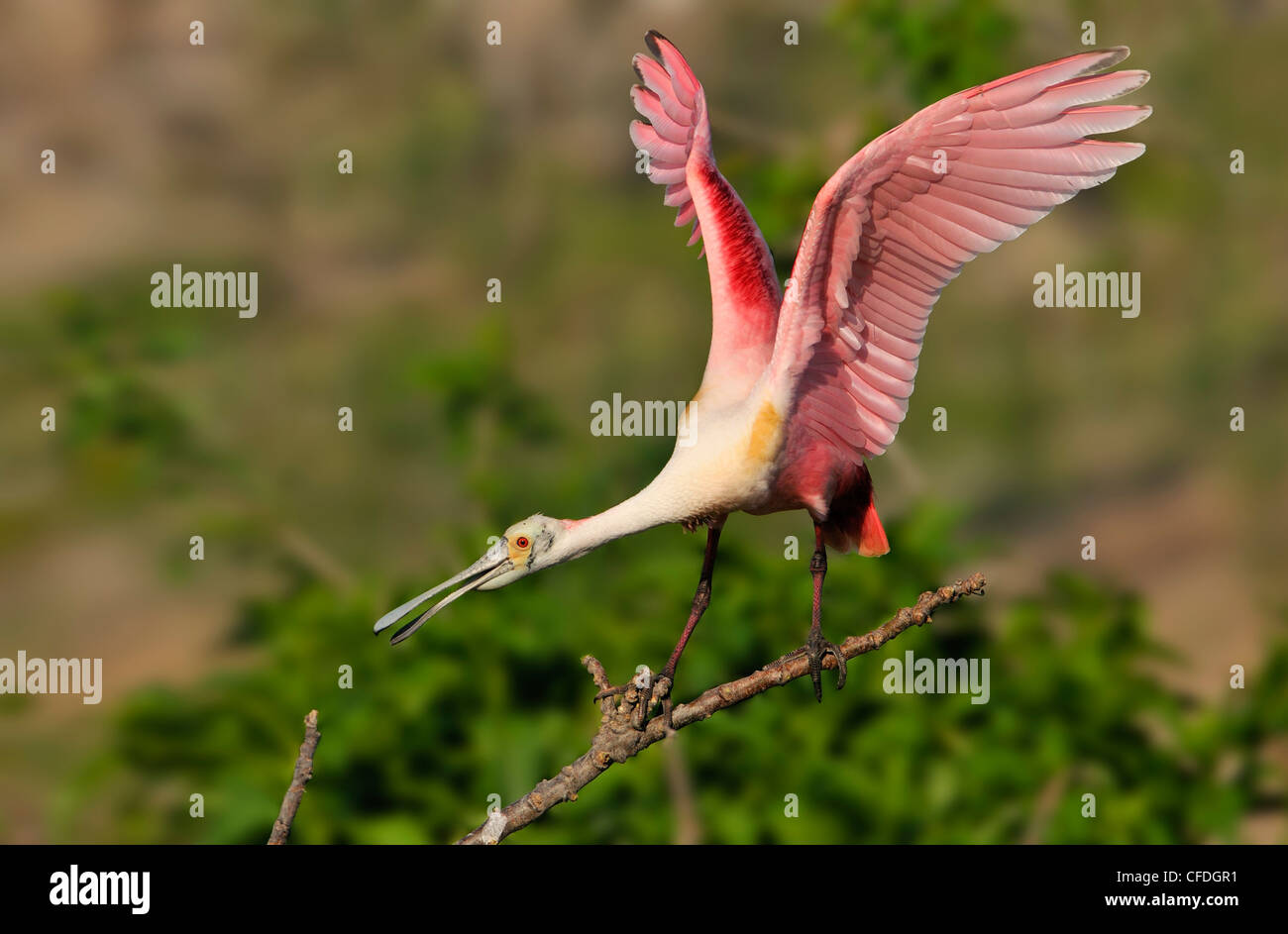 Roseate Spoonbill (Ajaja ajaja) - High Island, Texas, United States of ...