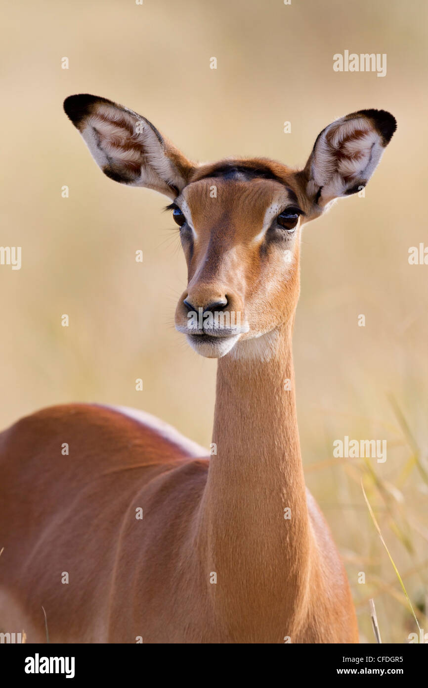 Portrait of a female impala Stock Photo - Alamy