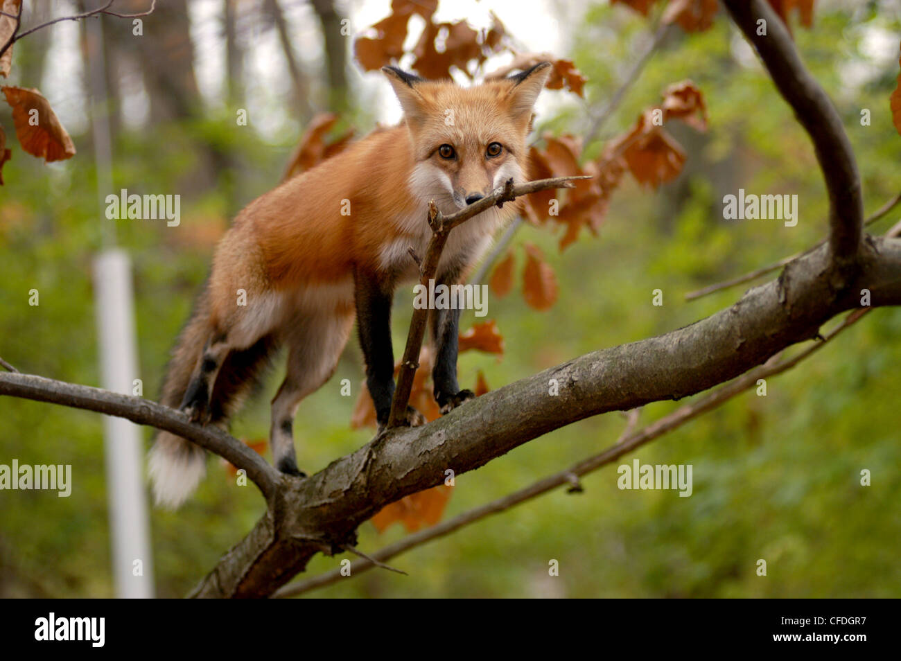 Fox and tree hi-res stock photography and images - Alamy