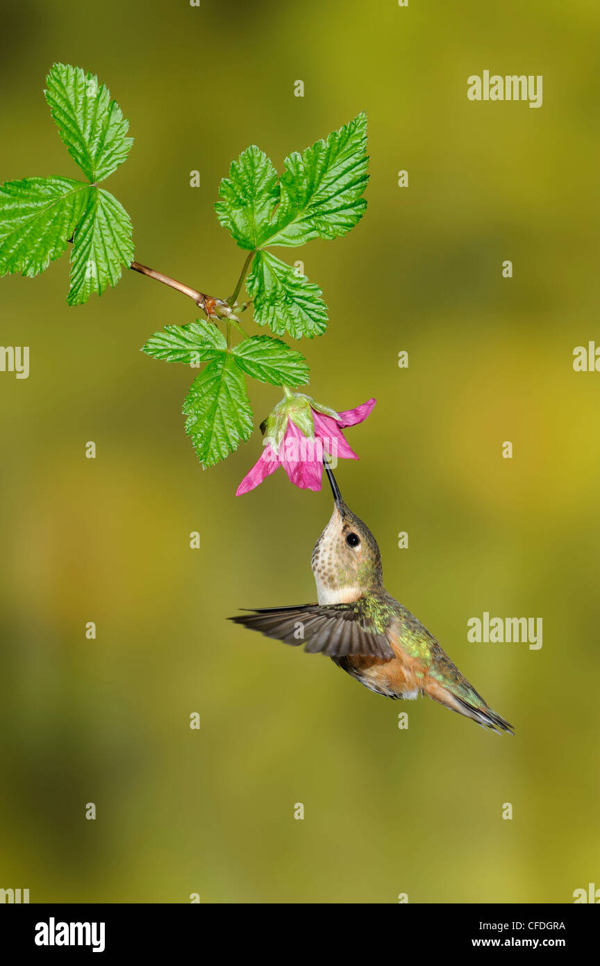 Rufous Hummingbird (Selasphorus rufus) at flower, Victoria British ...
