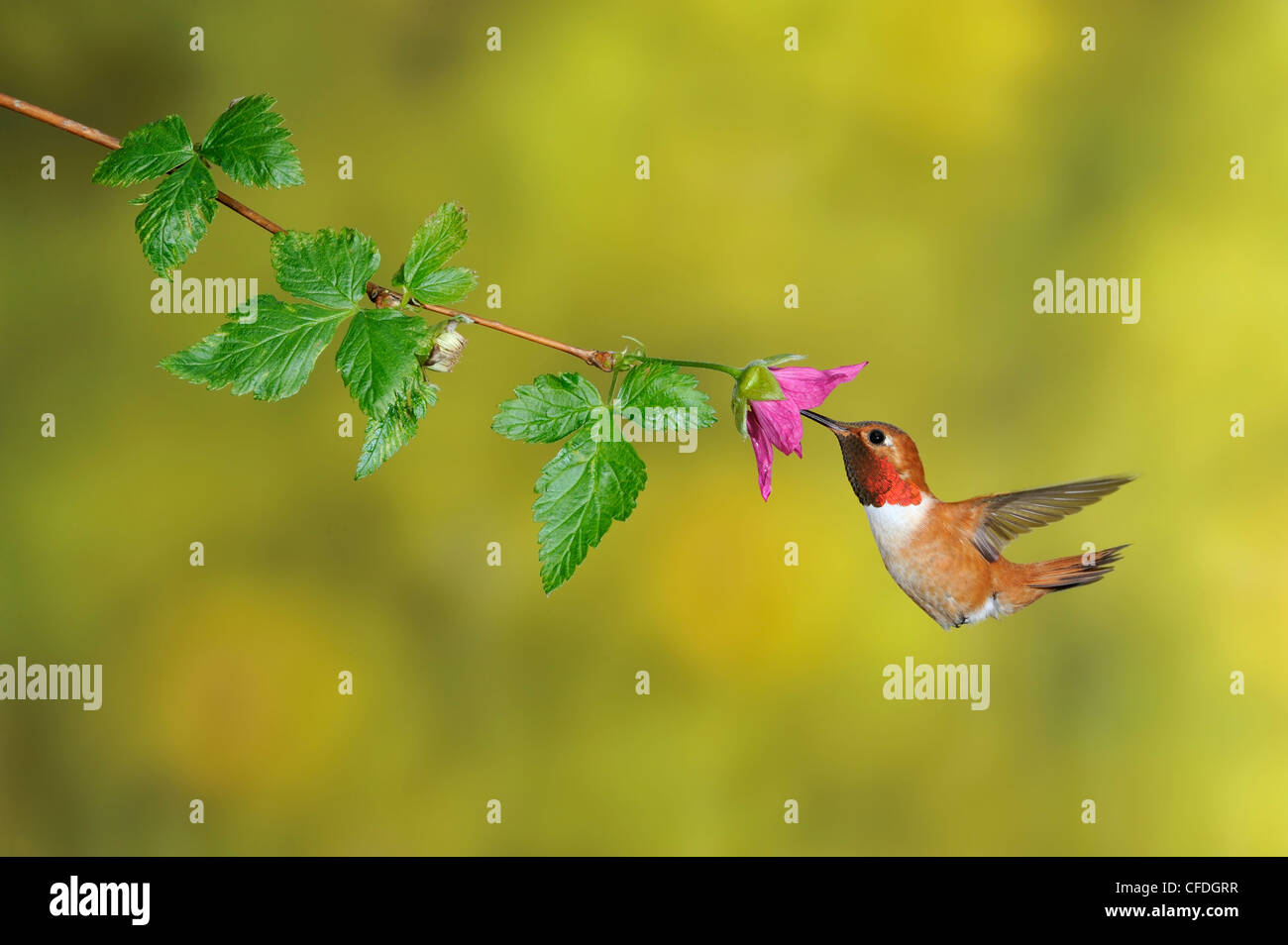 Rufous Hummingbird (Selasphorus rufus) at flower, Victoria British ...