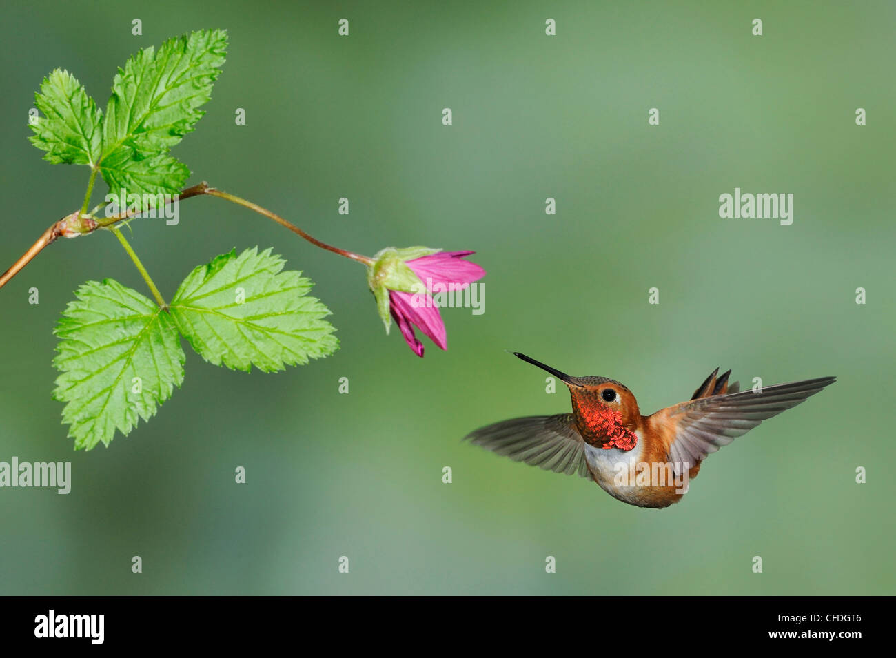 Rufous Hummingbird (Selasphorus rufus) at flower, Victoria British ...