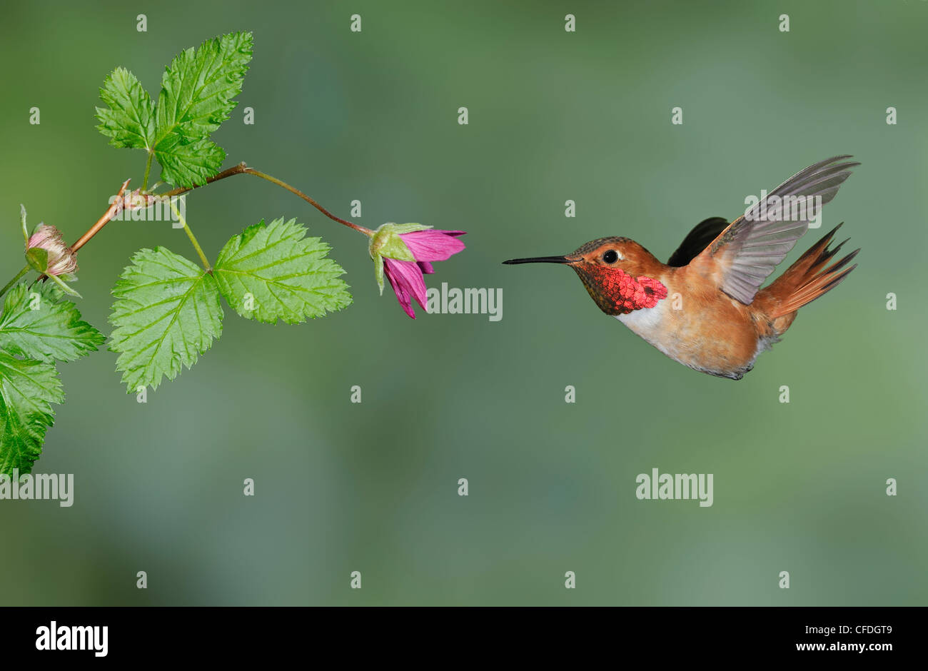 Rufous hummingbird hi-res stock photography and images - Alamy