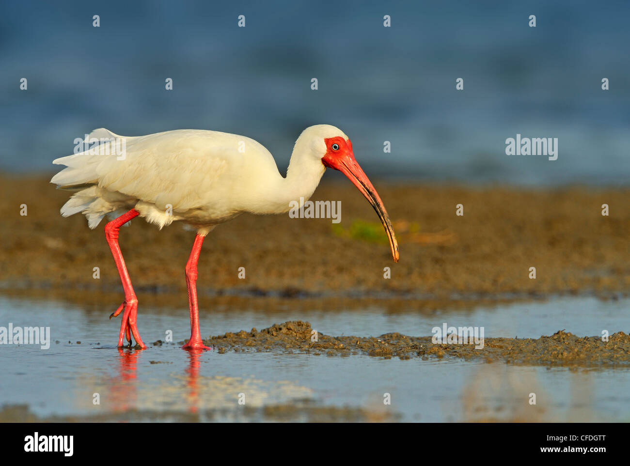 White Ibis (Eudocimus albus) - South Padre Island, Texas, United States ...