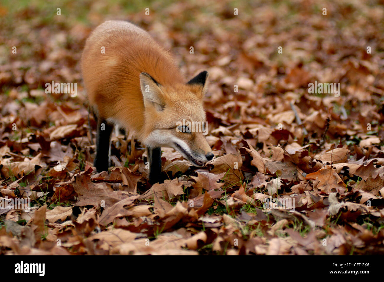 red fox in fall leaves Ohio Stock Photo - Alamy