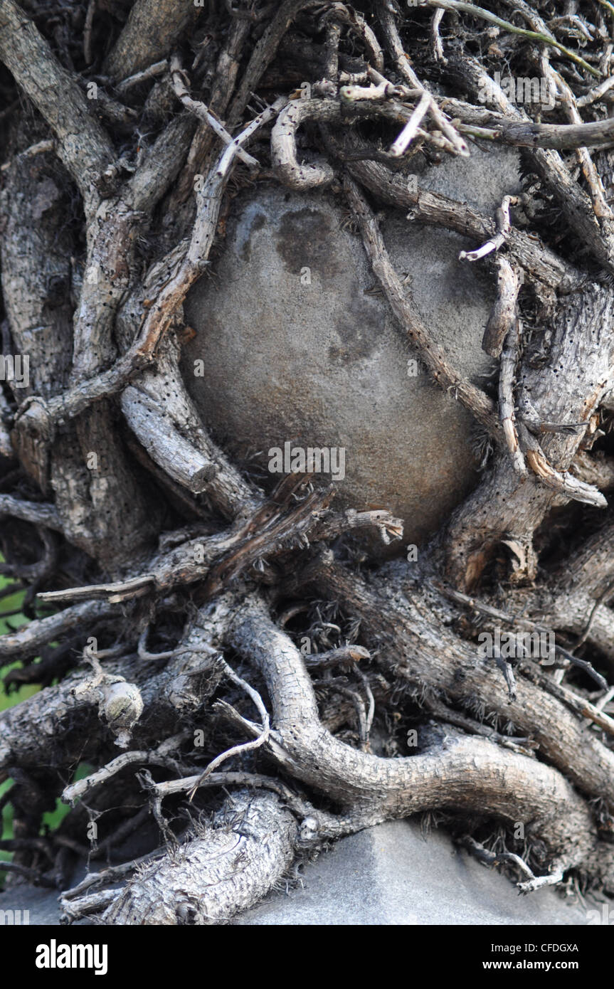 Unusual Tree roots surrounding round stone Stock Photo - Alamy
