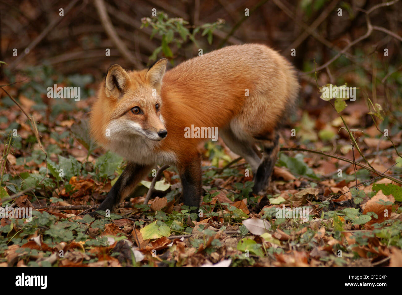 red fox in fall leaves Ohio Stock Photo - Alamy