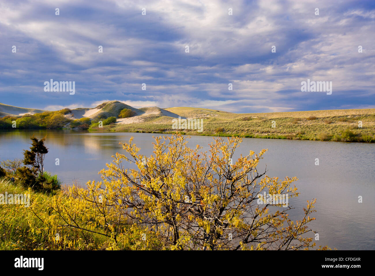 Cape cod nature oak trees hi-res stock photography and images - Alamy