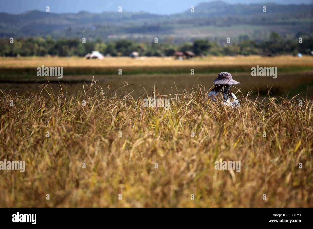 Rice farmer thailand hi-res stock photography and images - Alamy