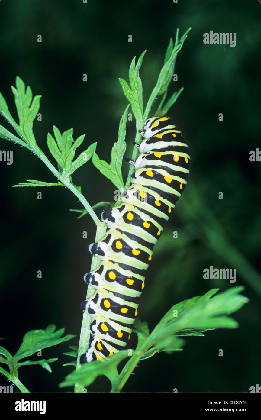 Yellow swallowtail larva hi-res stock photography and images - Alamy