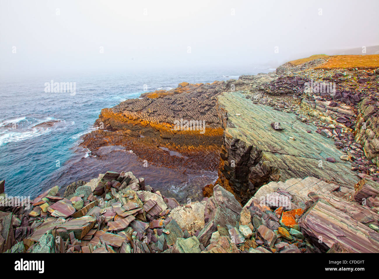 Fossils, Mistaken Point Ecological Reserve, Avalon Peninsula ...