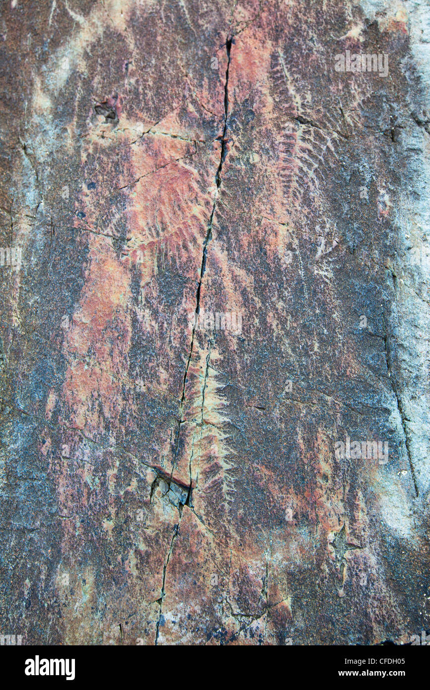 Fossils, Mistaken Point Ecological Reserve, Avalon Peninsula ...