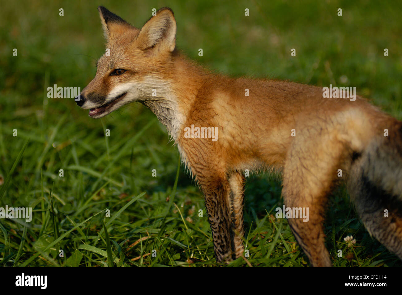 red fox in field Ohio hunting Stock Photo - Alamy