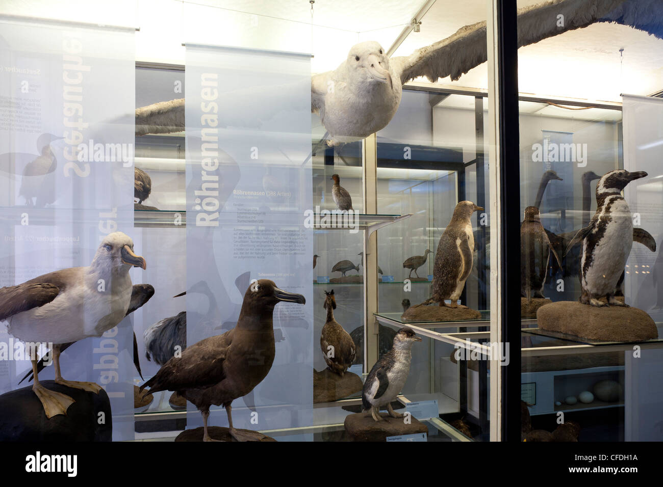 Senckenberg Museum, Bird Hall with the classic didactic exhibition with ...