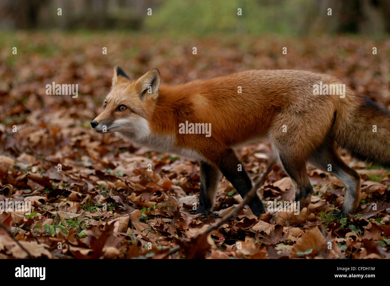 red fox in fall leaves Ohio Stock Photo - Alamy
