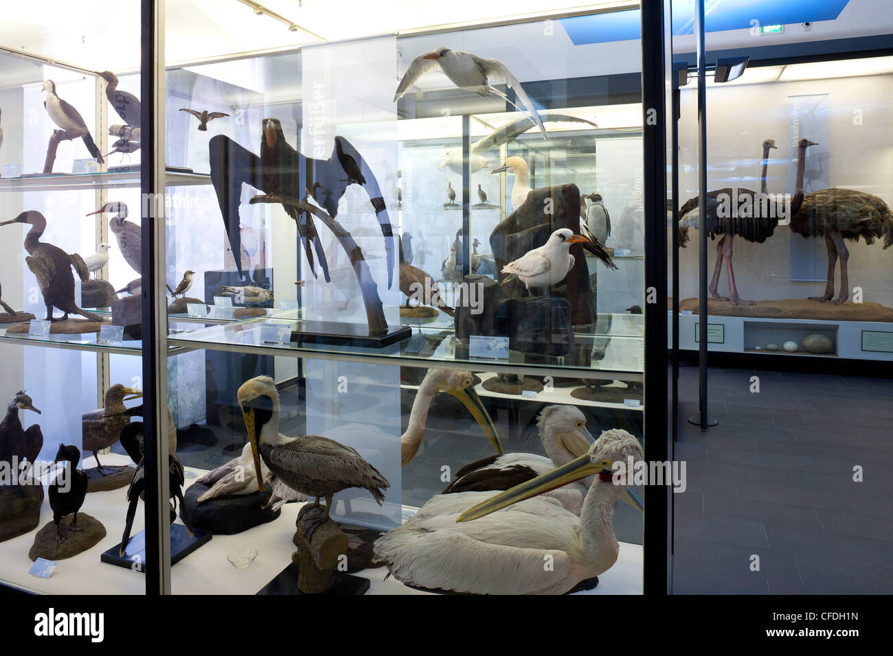 Senckenberg Museum, Pelicaniformes, Bird Hall with the classic didactic ...