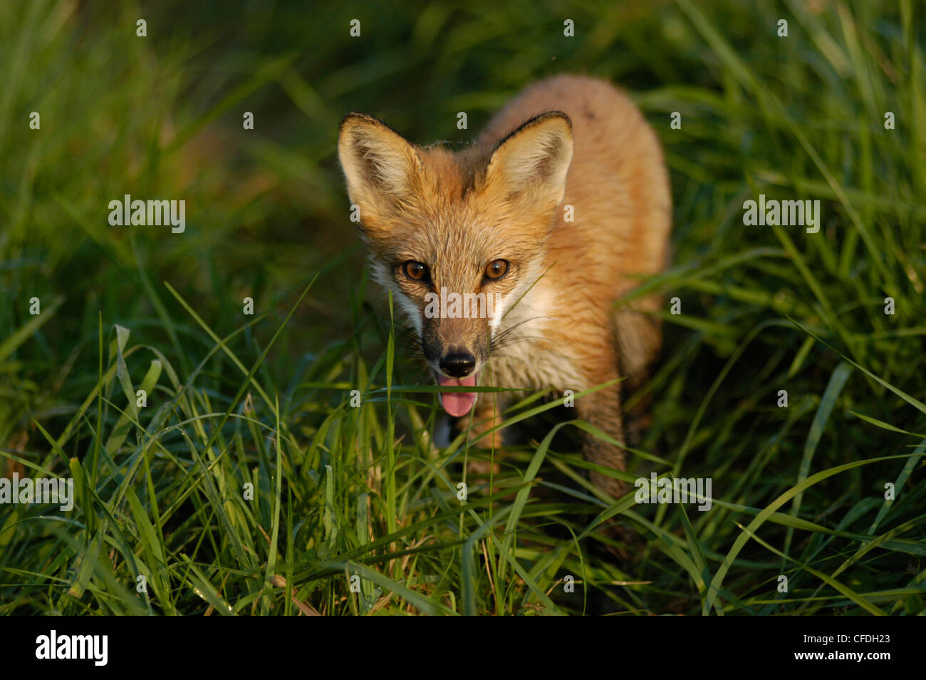 red fox in field Ohio hunting Stock Photo - Alamy