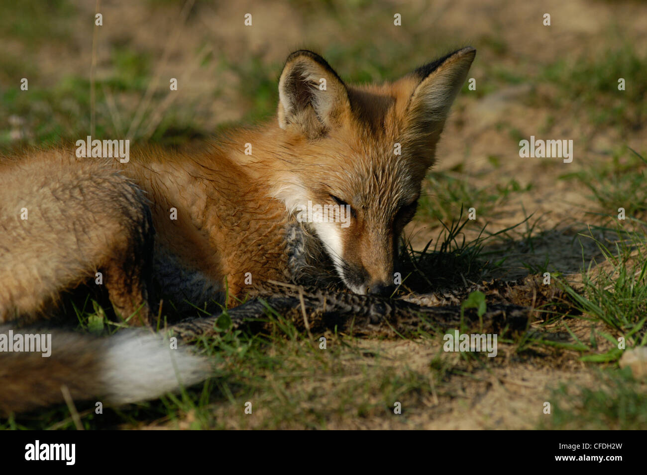 Red fox in field ohio hi-res stock photography and images - Alamy