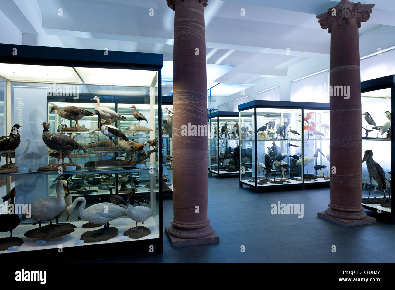 Senckenberg Museum, Anseriformes, Bird Hall with the classic didactic ...