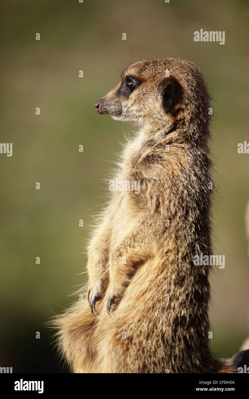 Profile of a meerkat Stock Photo - Alamy