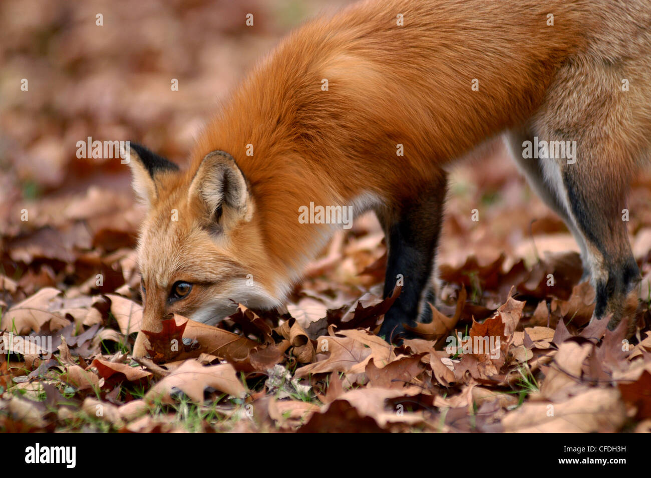 red fox in fall leaves Ohio Stock Photo - Alamy