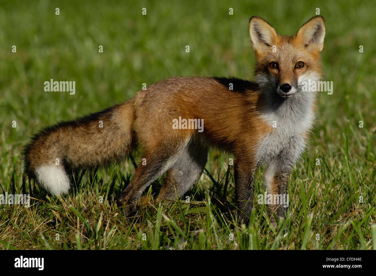 Red fox in field ohio hi-res stock photography and images - Alamy