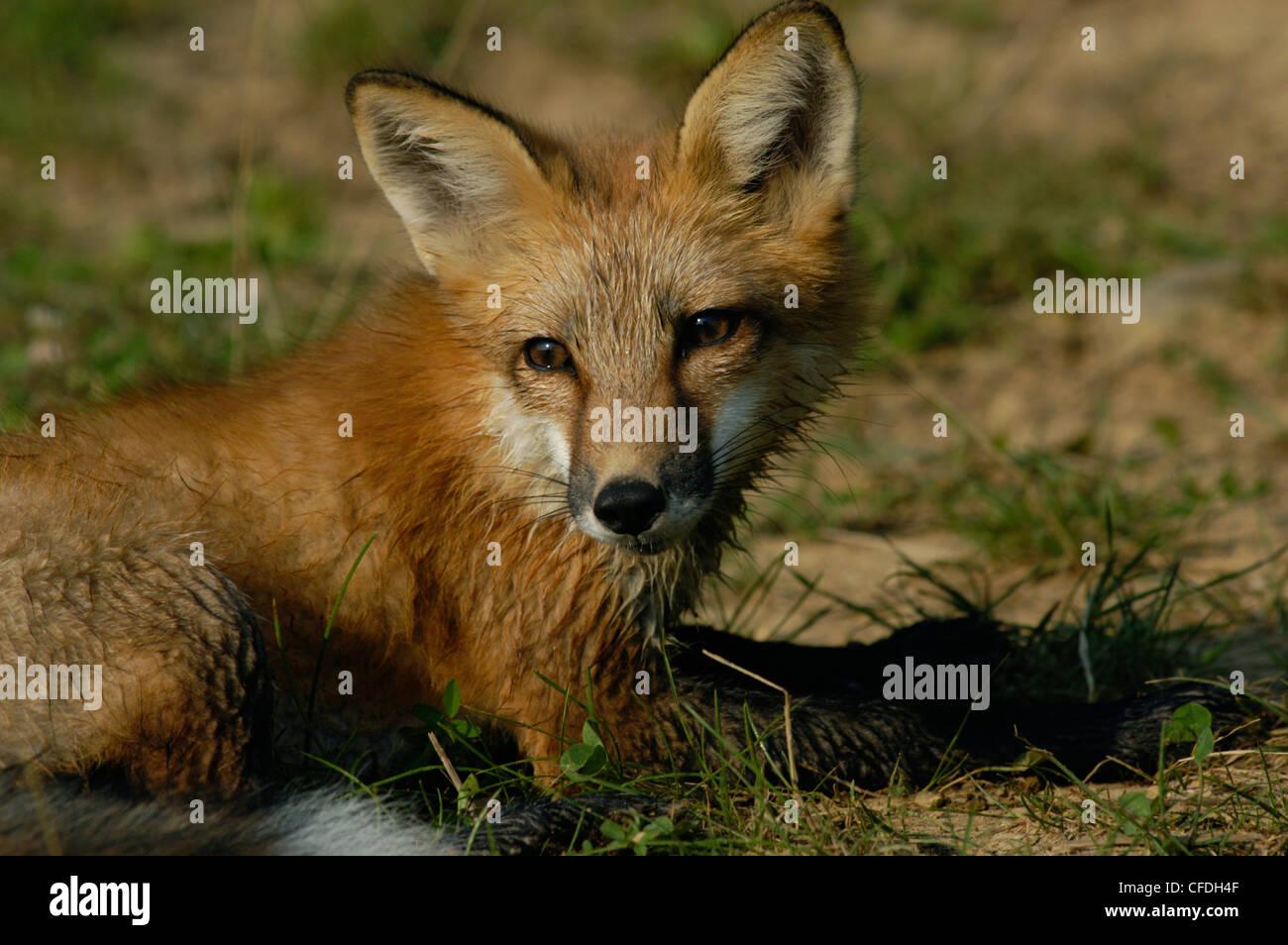 red fox in field Ohio hunting Stock Photo - Alamy