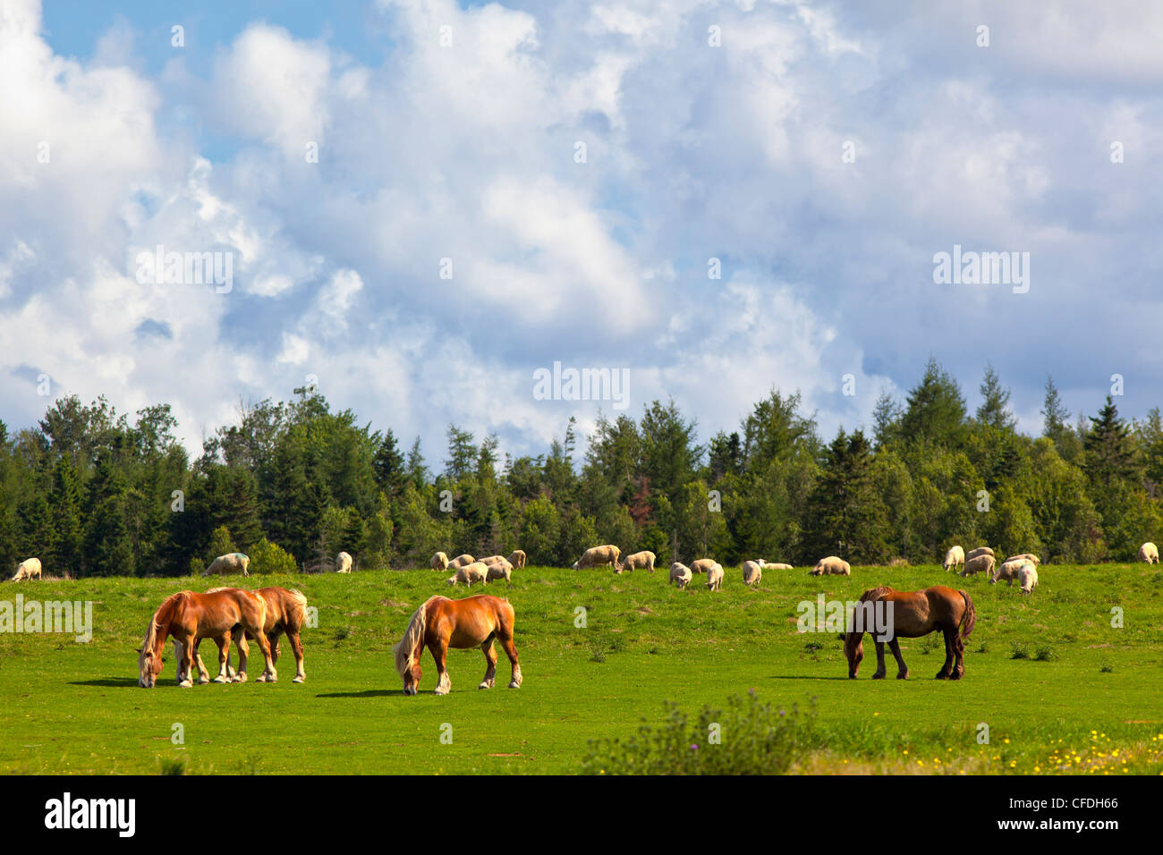 Horses and sheep, Onslow, Nova Scotia, Canada Stock Photo - Alamy