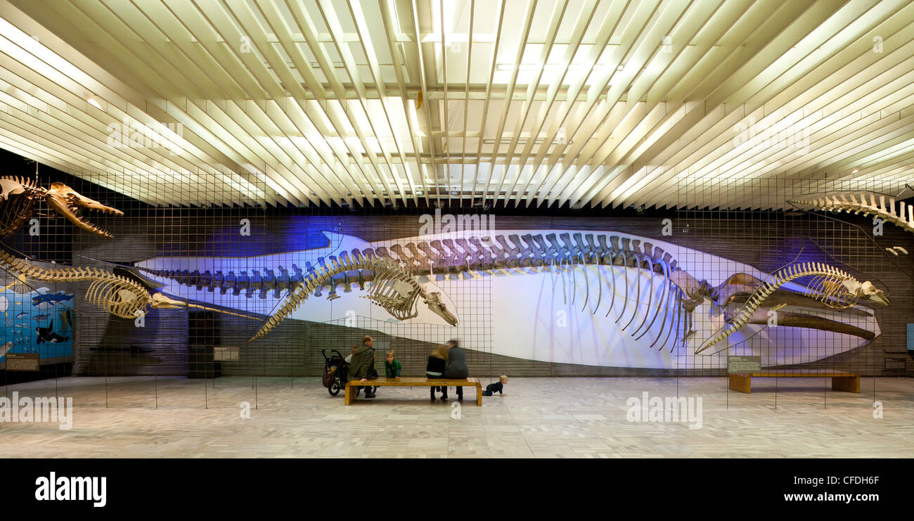 Senckenberg-Museum, view of the hall with whales and elephants ...