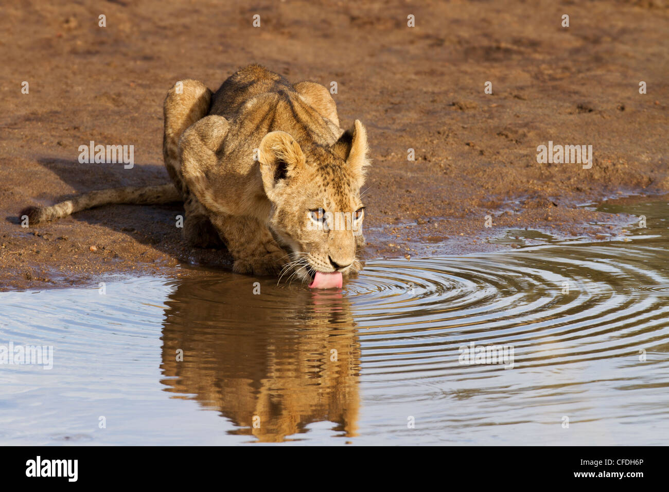 Lions drinking water hi-res stock photography and images - Alamy
