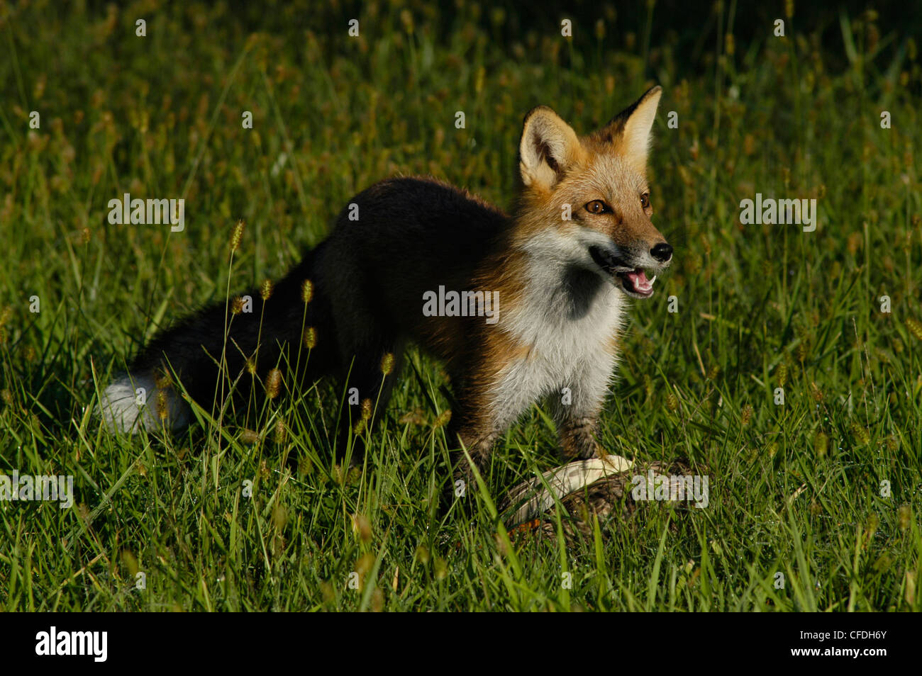 Fox and duck hi-res stock photography and images - Alamy